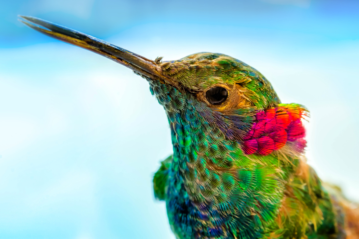 N utico Intenso La Seguridad Mitos Sobre El Colibri Llevar A Cabo N utico Intenso La Seguridad Mitos Sobre El Colibri Llevar A Cabo