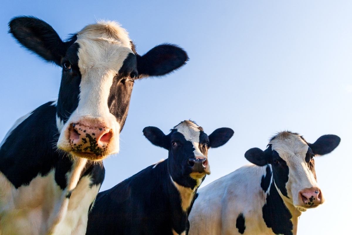 Autoridades en Texas enfrentan misterio de vacas muertas mutiladas sin ...